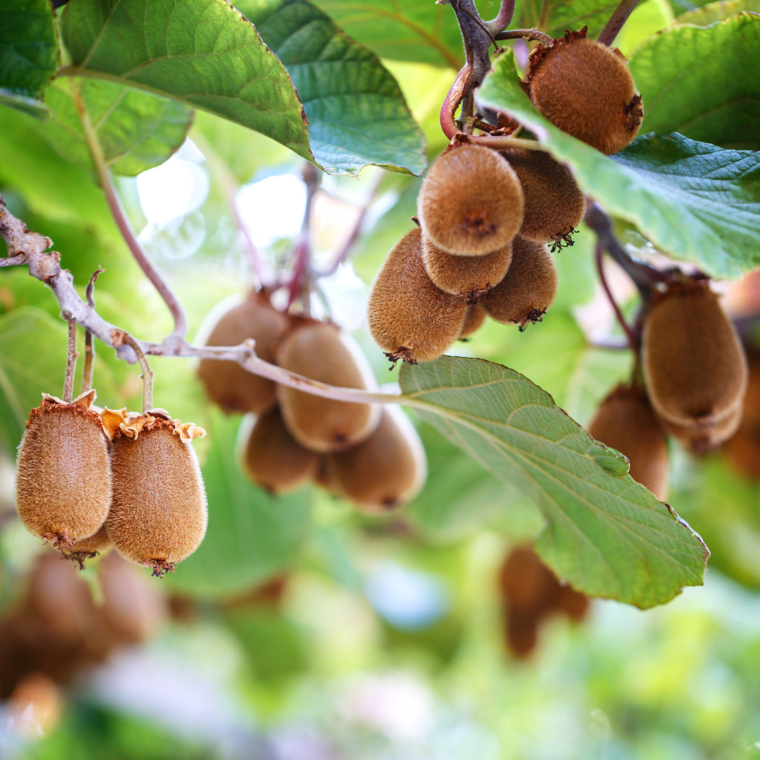 Kiwi autofertile Herma® facile en petit jardin | Willemse