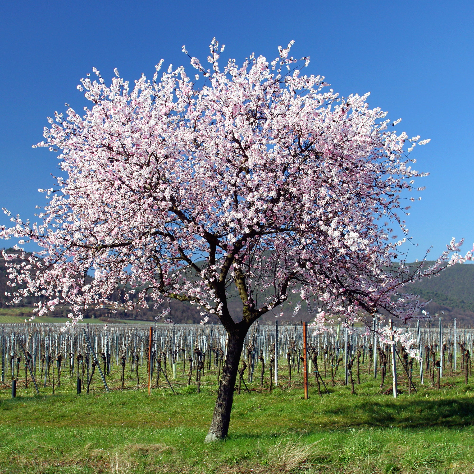 Amandier pour verger sec, floraison précoce | Willemse