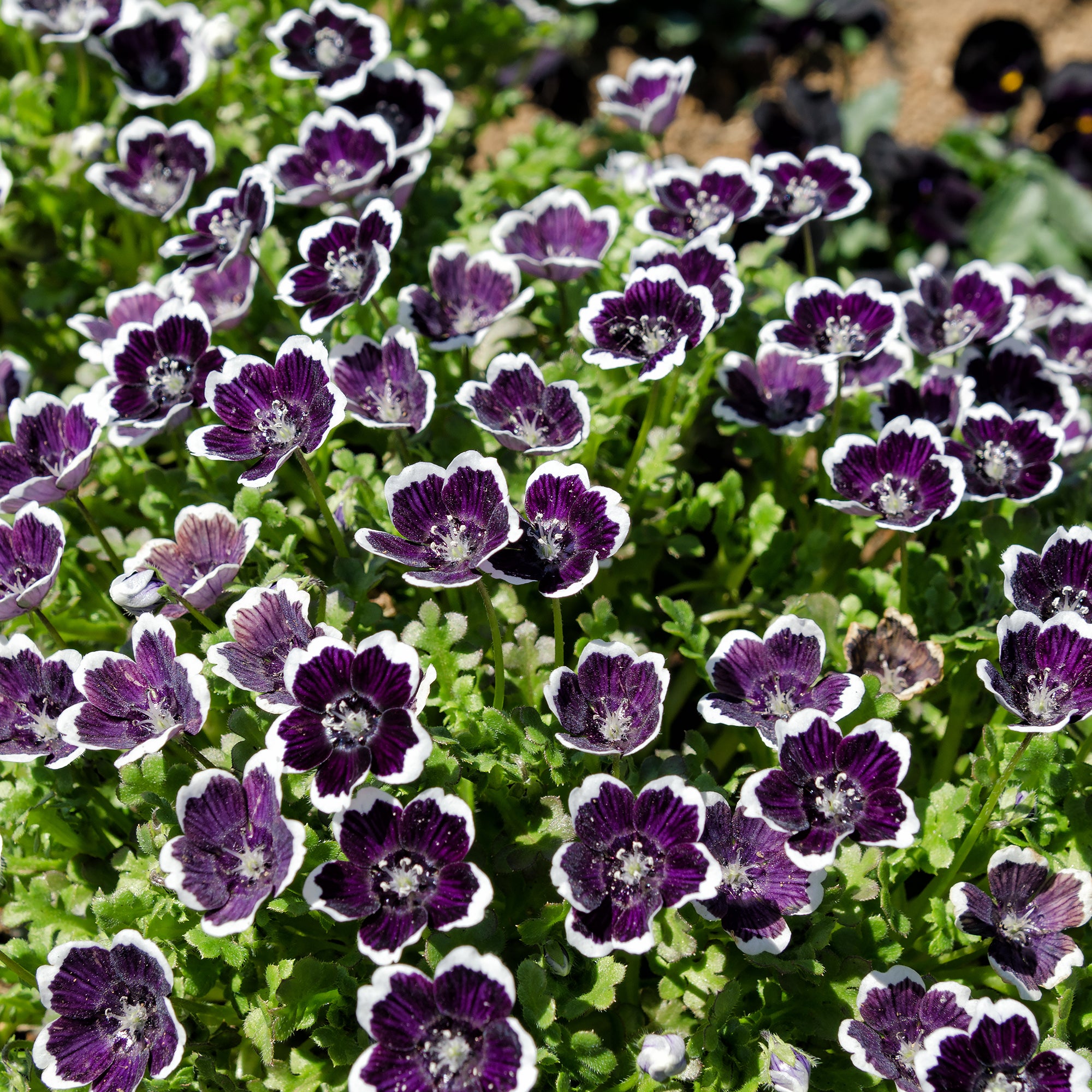 Graines de Nemophile Penny Black, tapis fleuri | Willemse