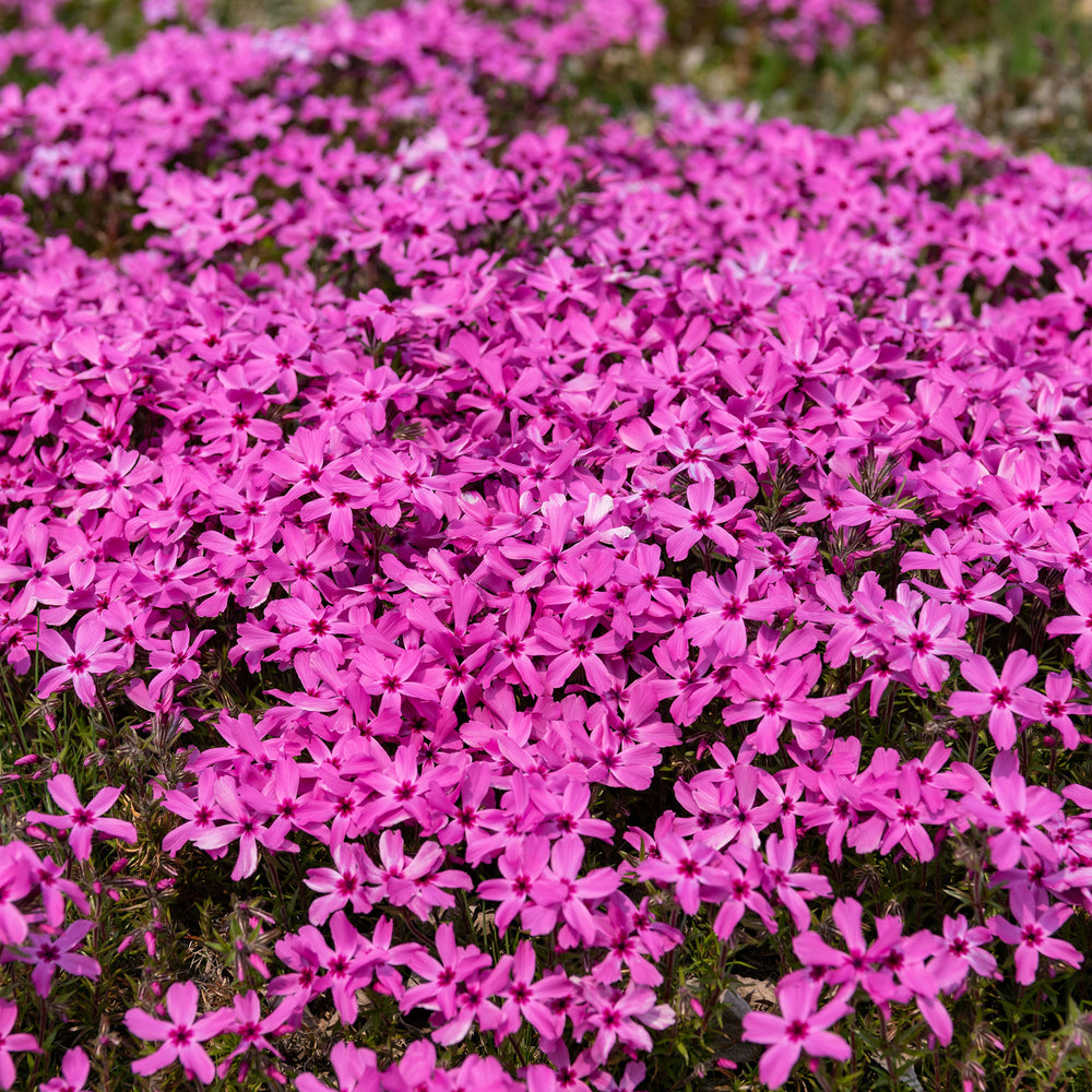 3 Saxifrages mousse Peter Pan - Saxifraga peter pan