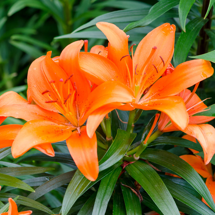Bulbes 2 Lis asiatiques Kent - Lilium 'kent'
