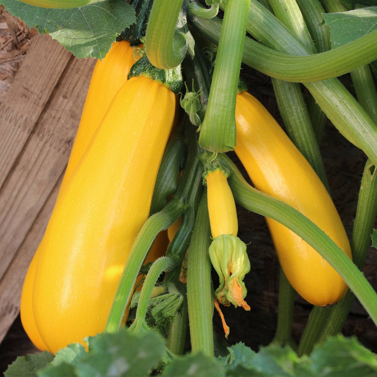 Graines Courgette Soleil F1 - Cucurbita pepo soleil f1