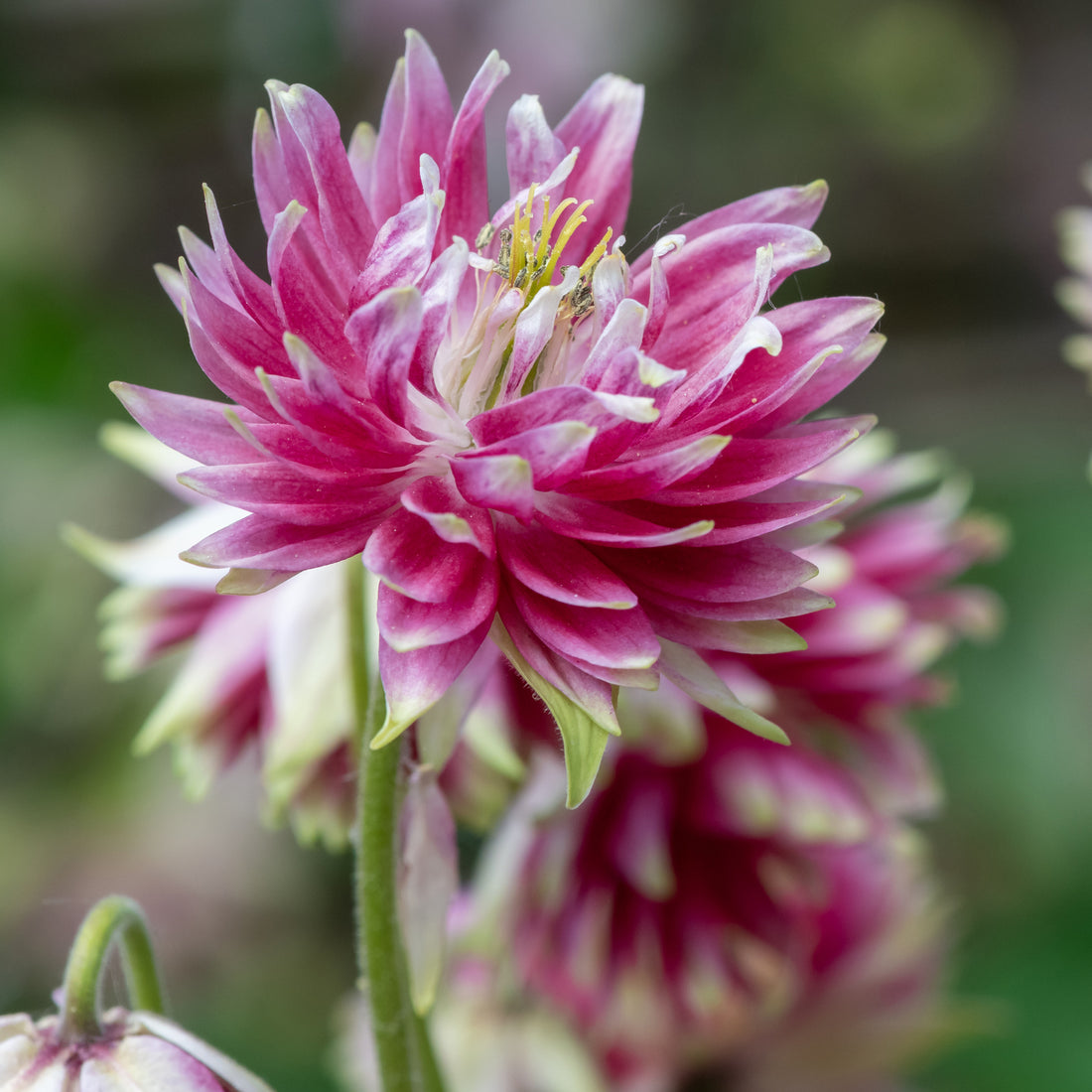Ancolie Nora Barlow - Aquilegia nora barlow