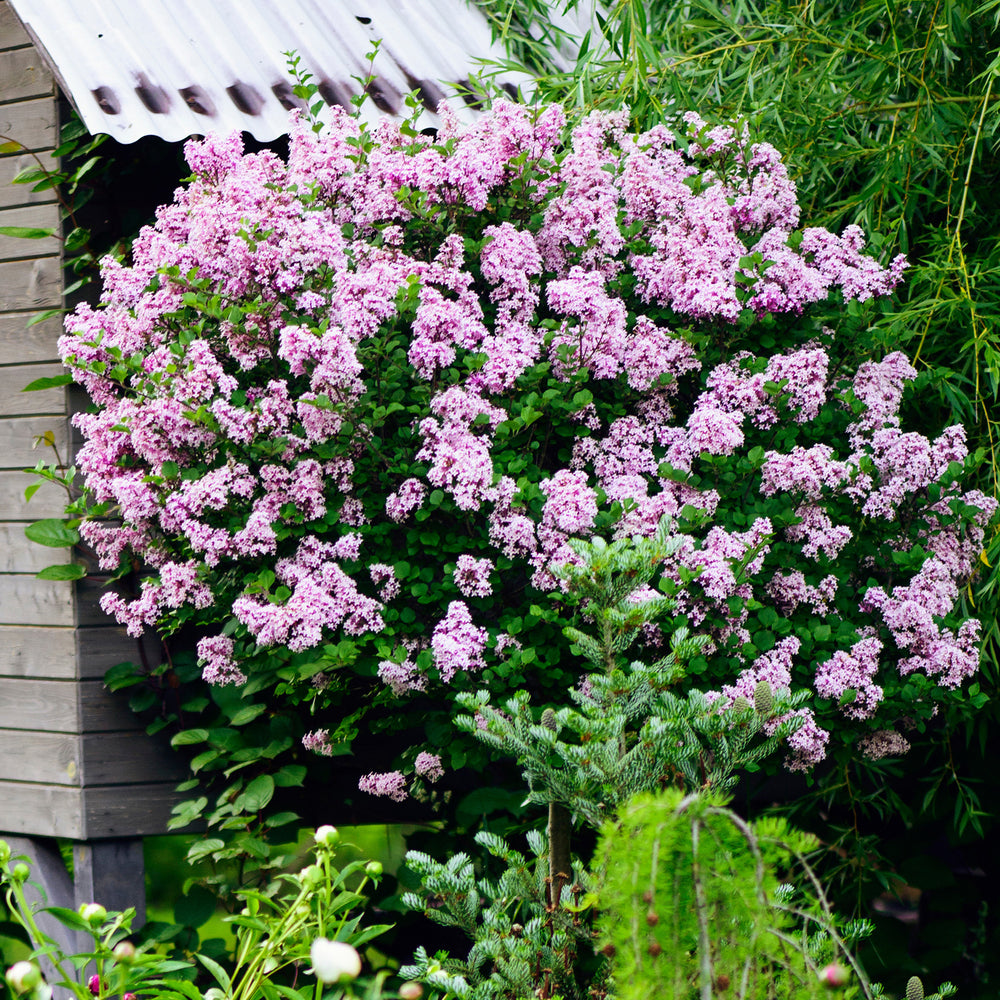 Lilas nain Dark Purple - Syringa pubescens microphylla Bloomerang Dark ...