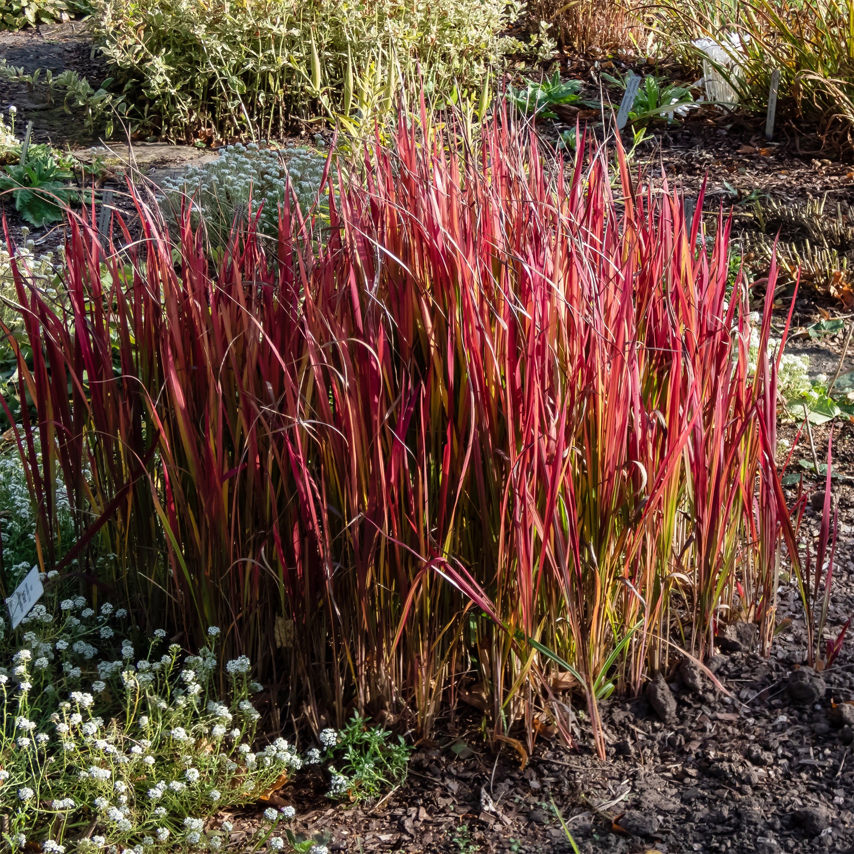 Imperatas Red Baron - Imperata cylindrica red baron