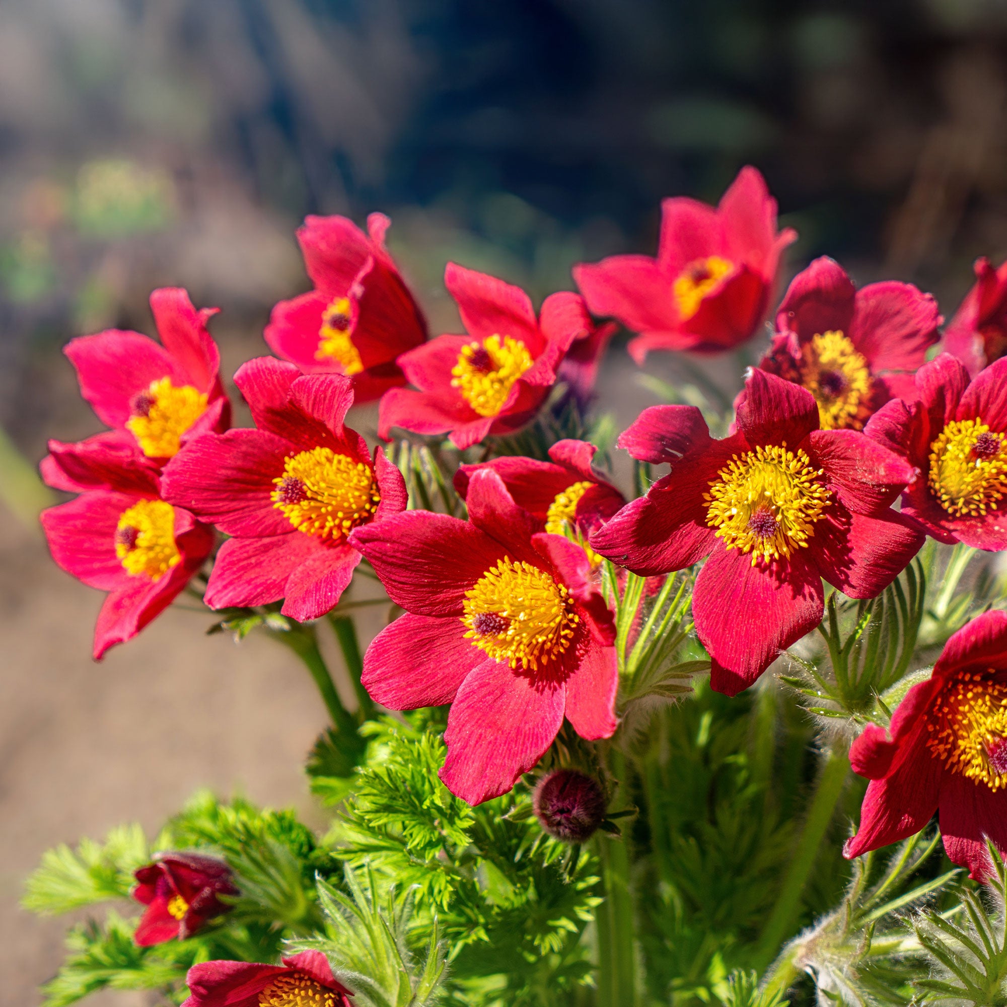 Anémone pulsatille rouge - Pulsatilla vulgaris red