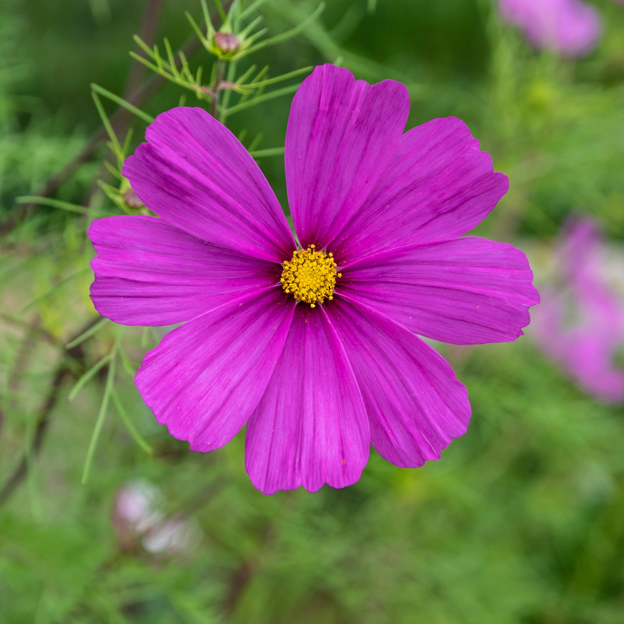 Cosmos violet - Cosmos purple
