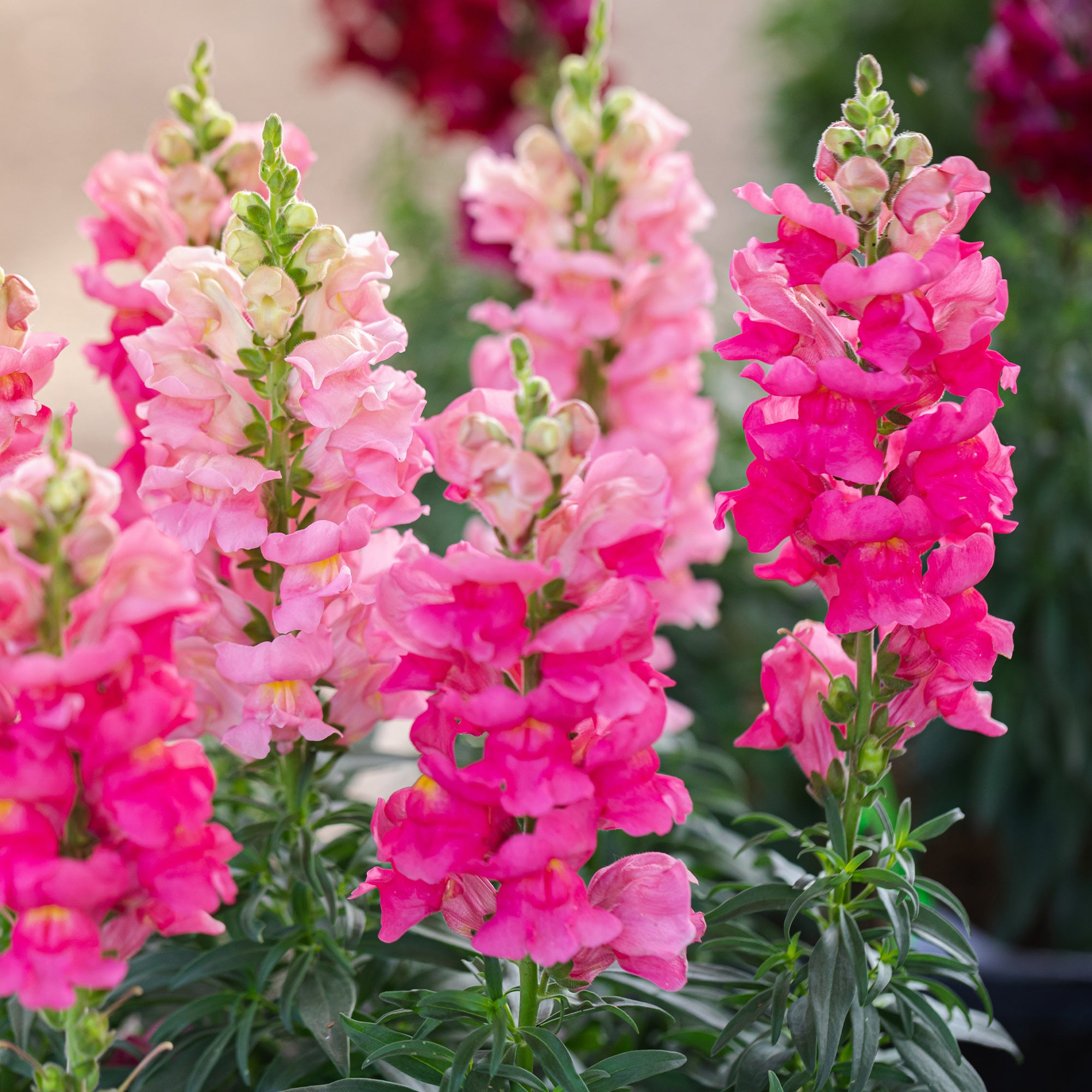 Muflier rose - Muflier pink