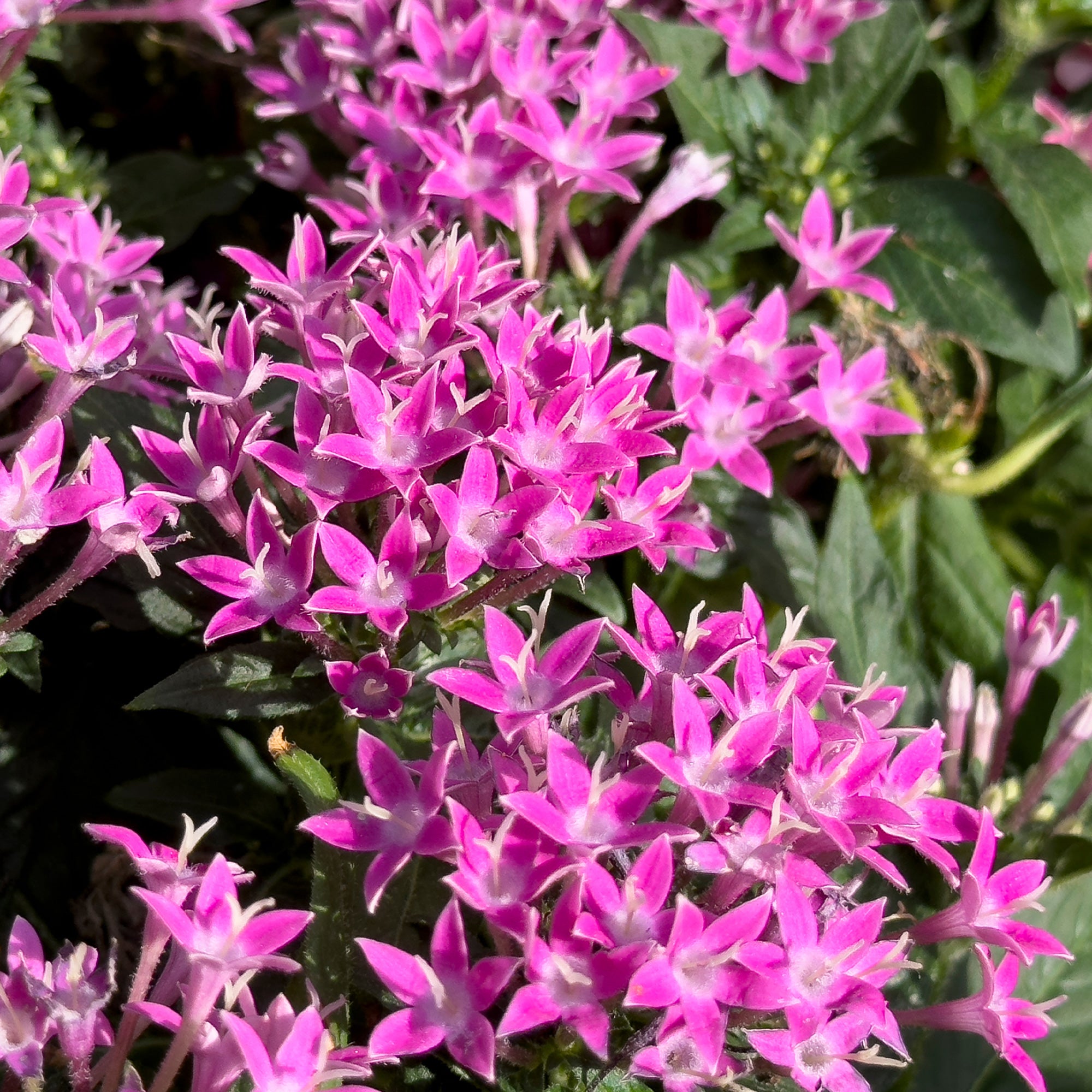 Pentas rose - Pentas rose