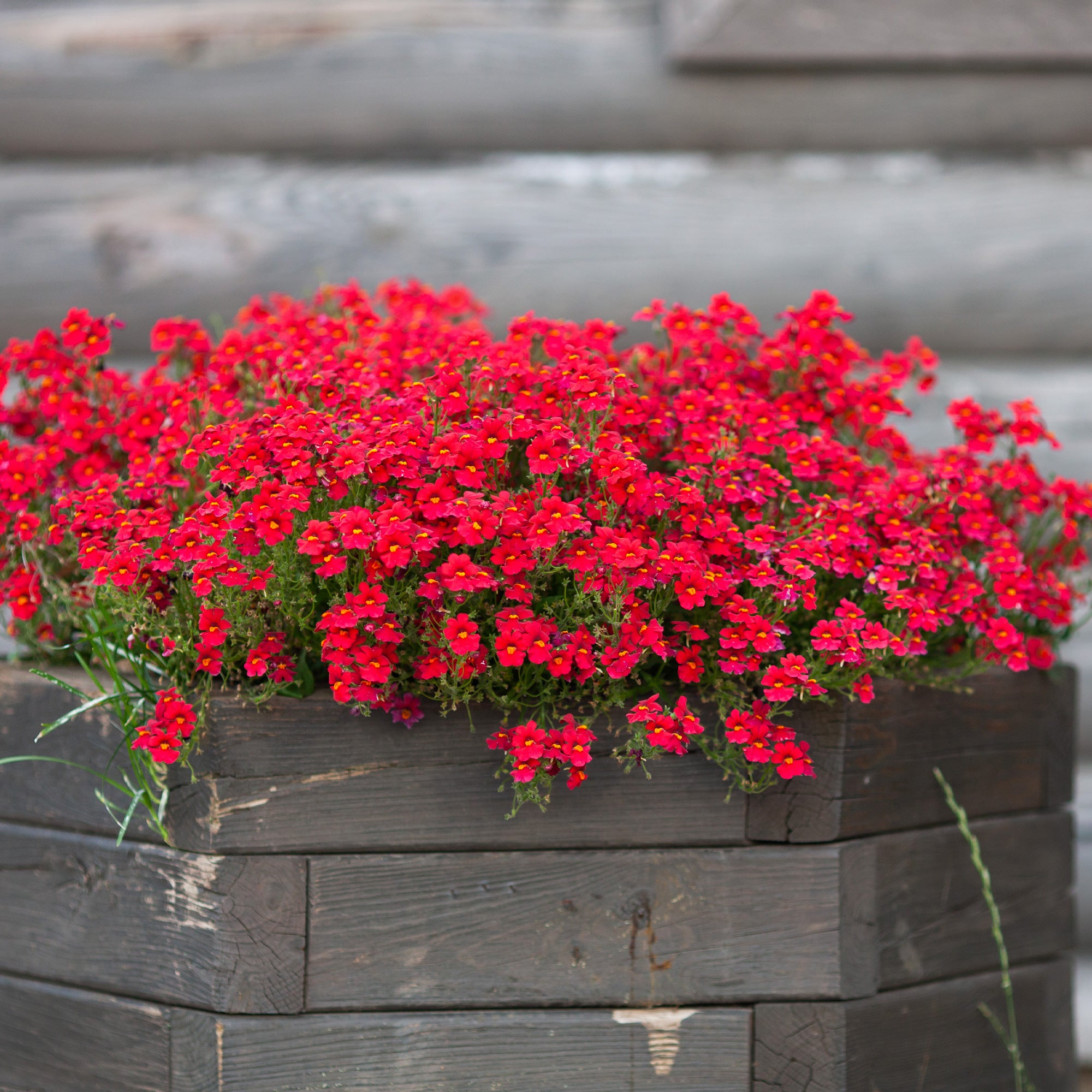 Némésie rouge - Nemesia red