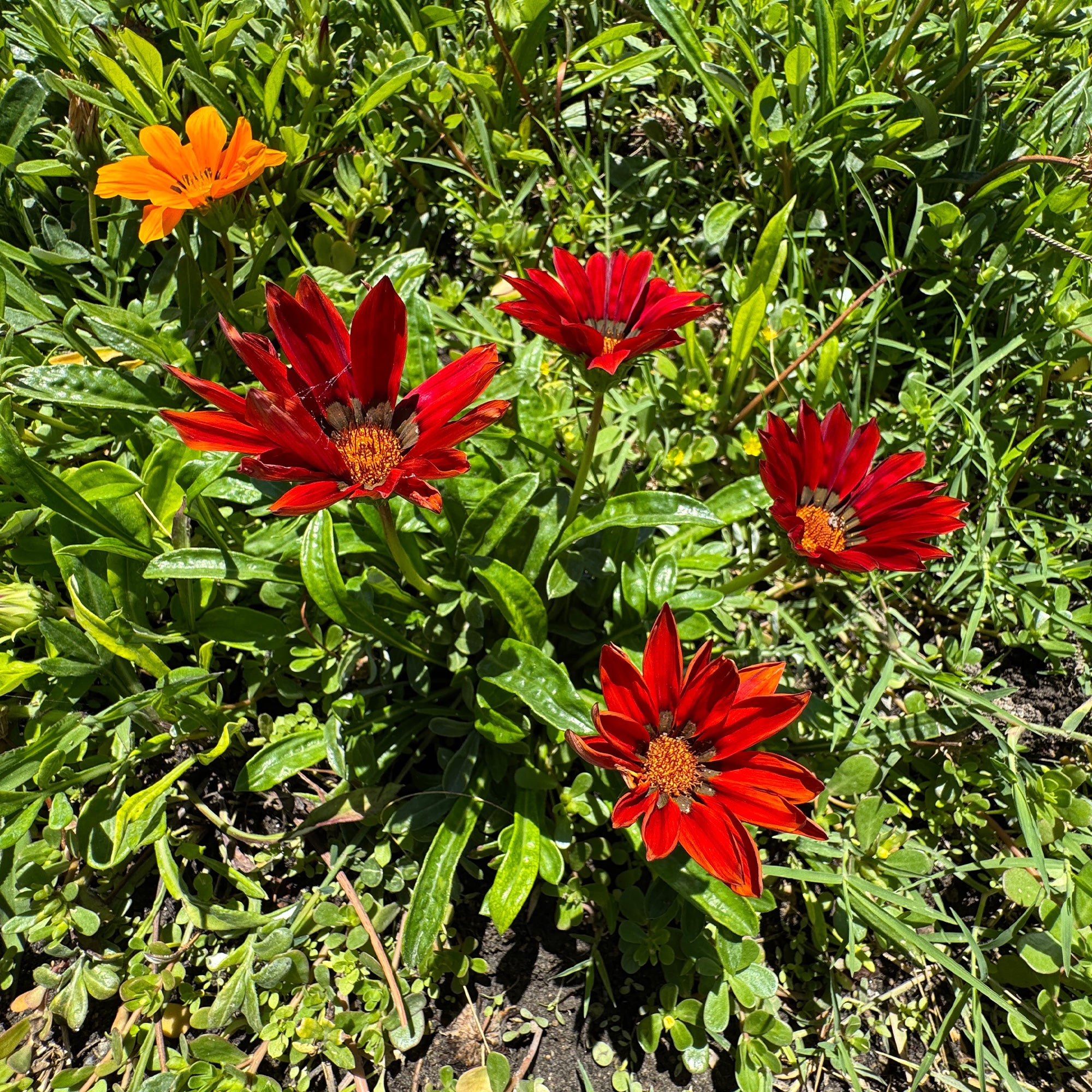 Gazania rouge - Gazania red