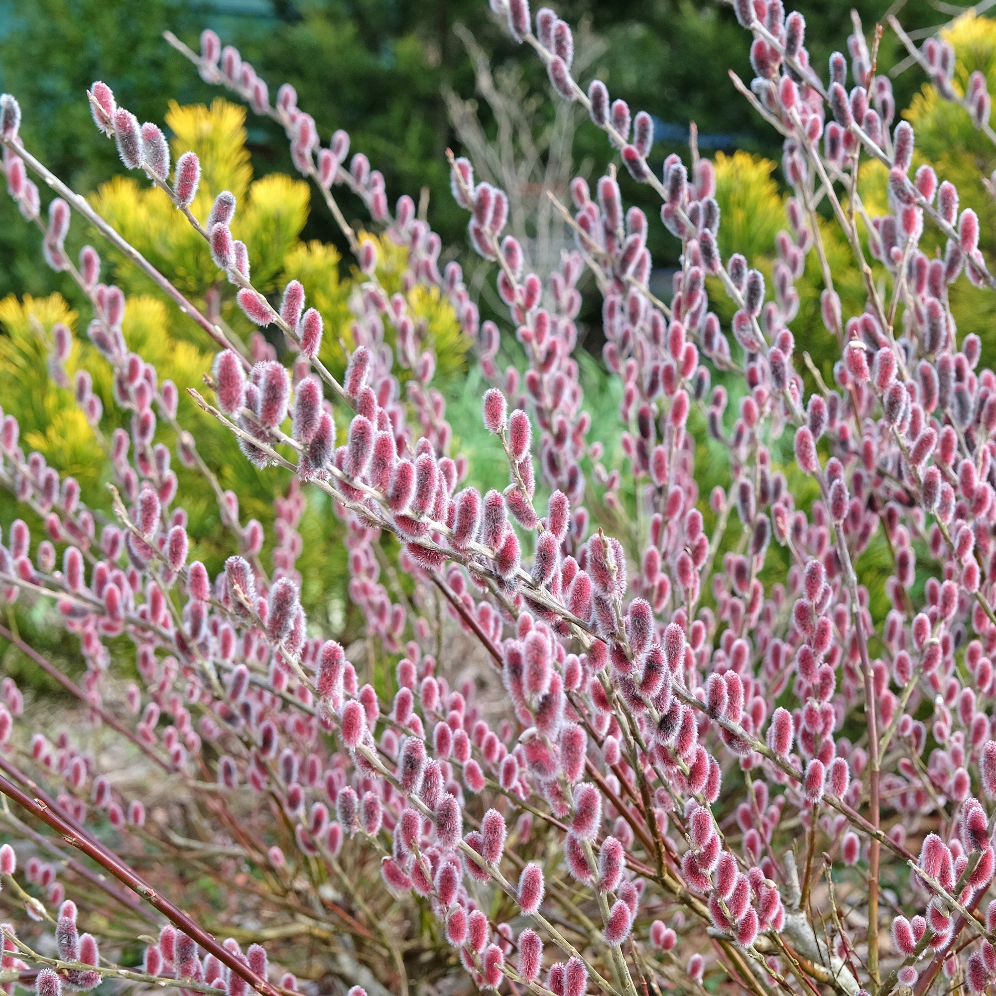 Saule à chatons roses sur tige - Salix gracilistyla 'mount aso' tige 40