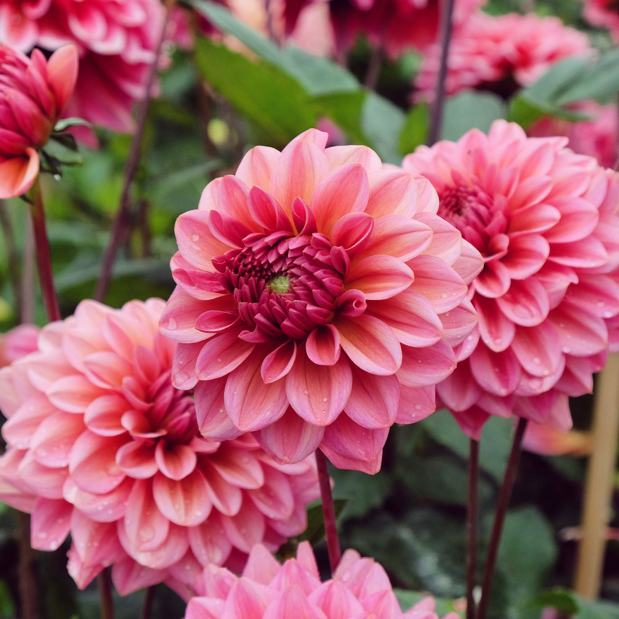Dahlia Salmon Runner - Dahlia Salmon Runner