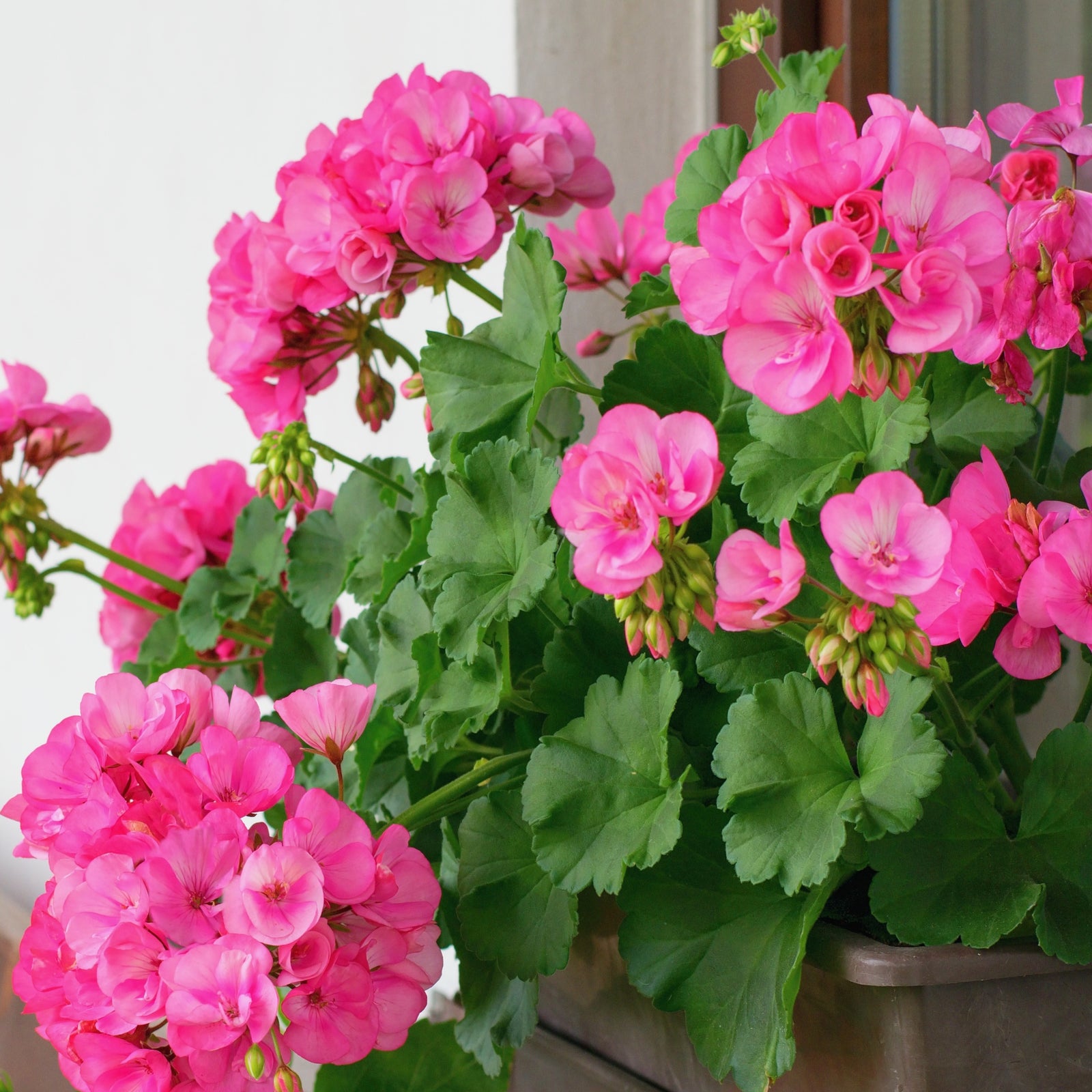Géranium zonale rose - Pelargonium zonale