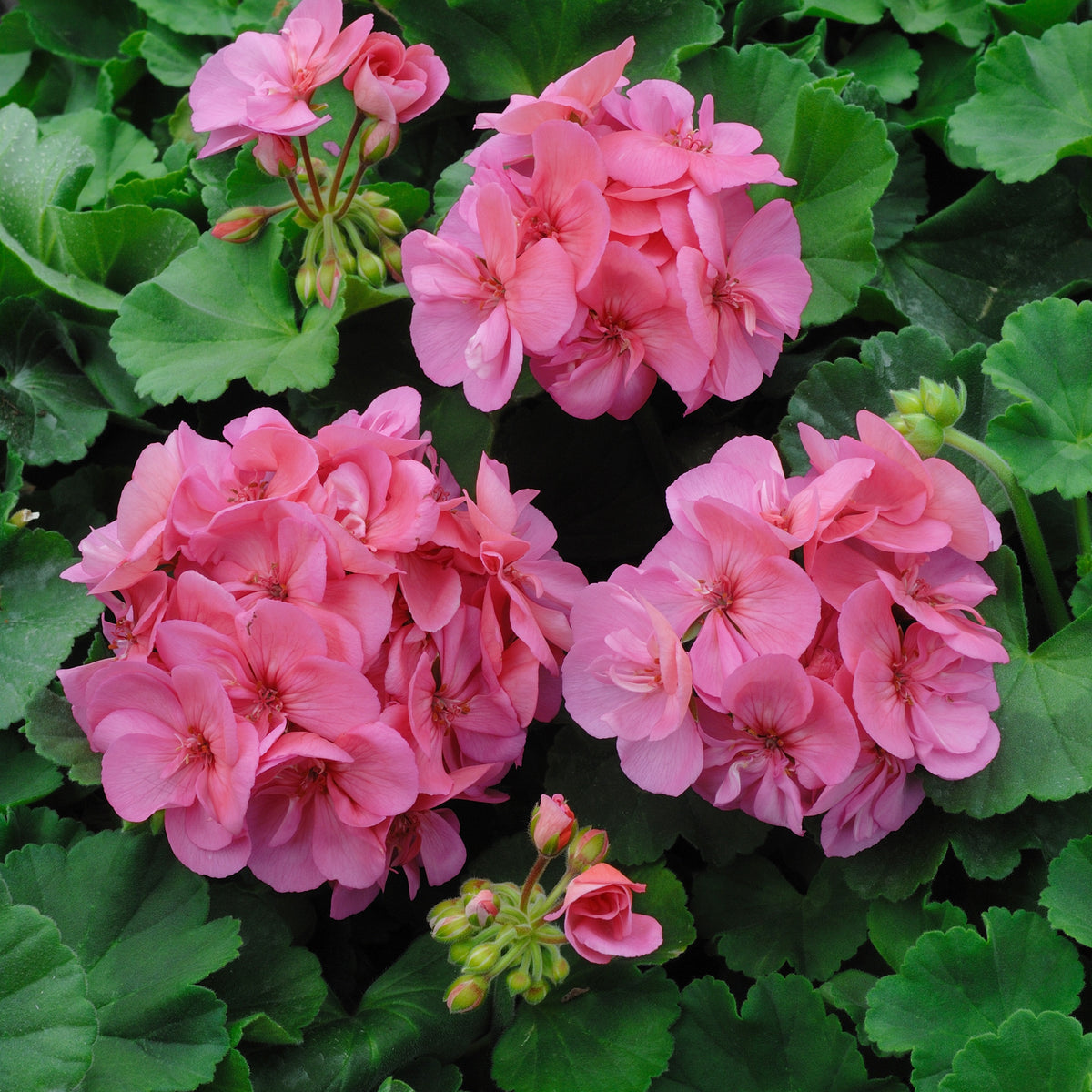 Géranium zonale rose - Pelargonium zonale