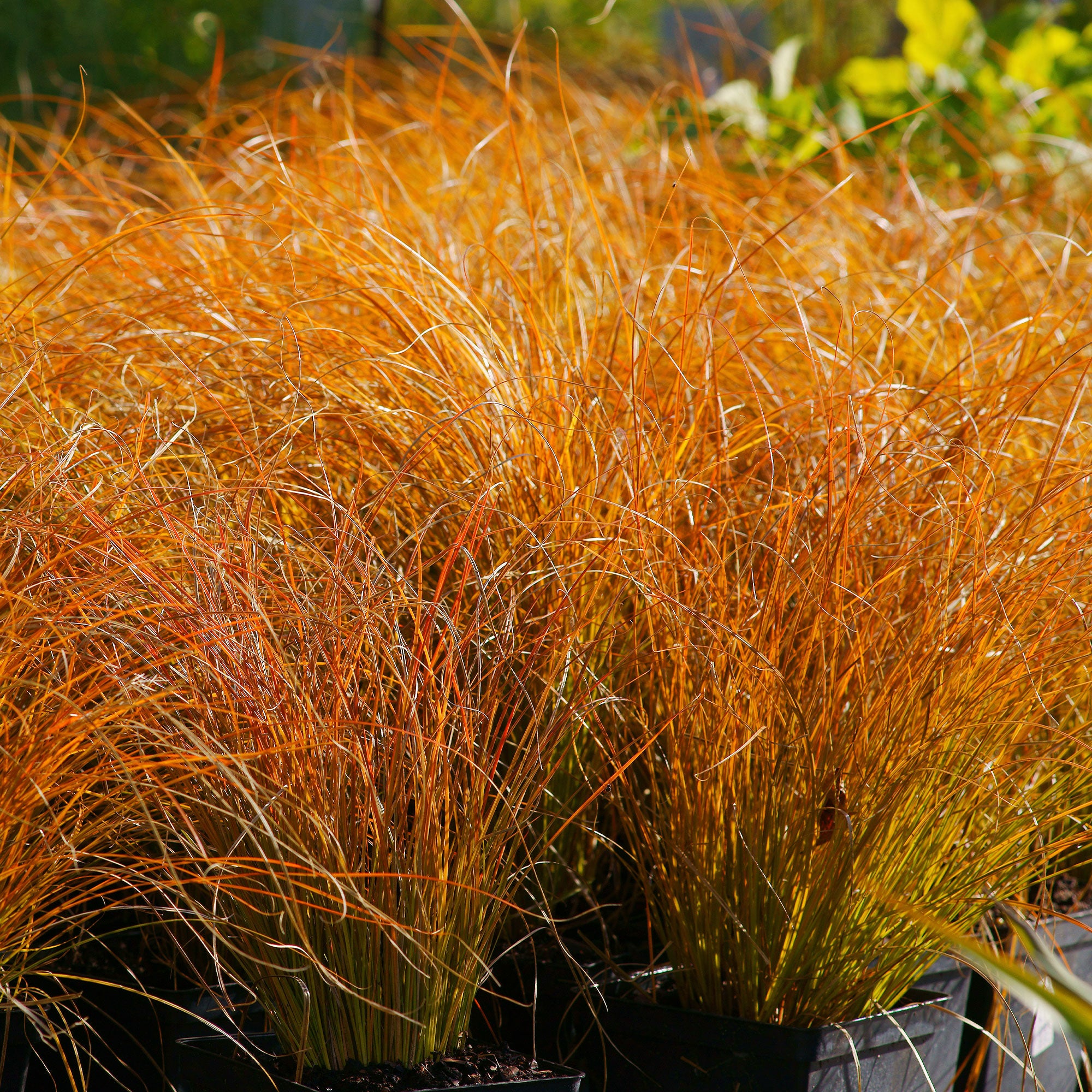 Laîche orange Prairie Fire - Carex - Carex testacea prairie fire