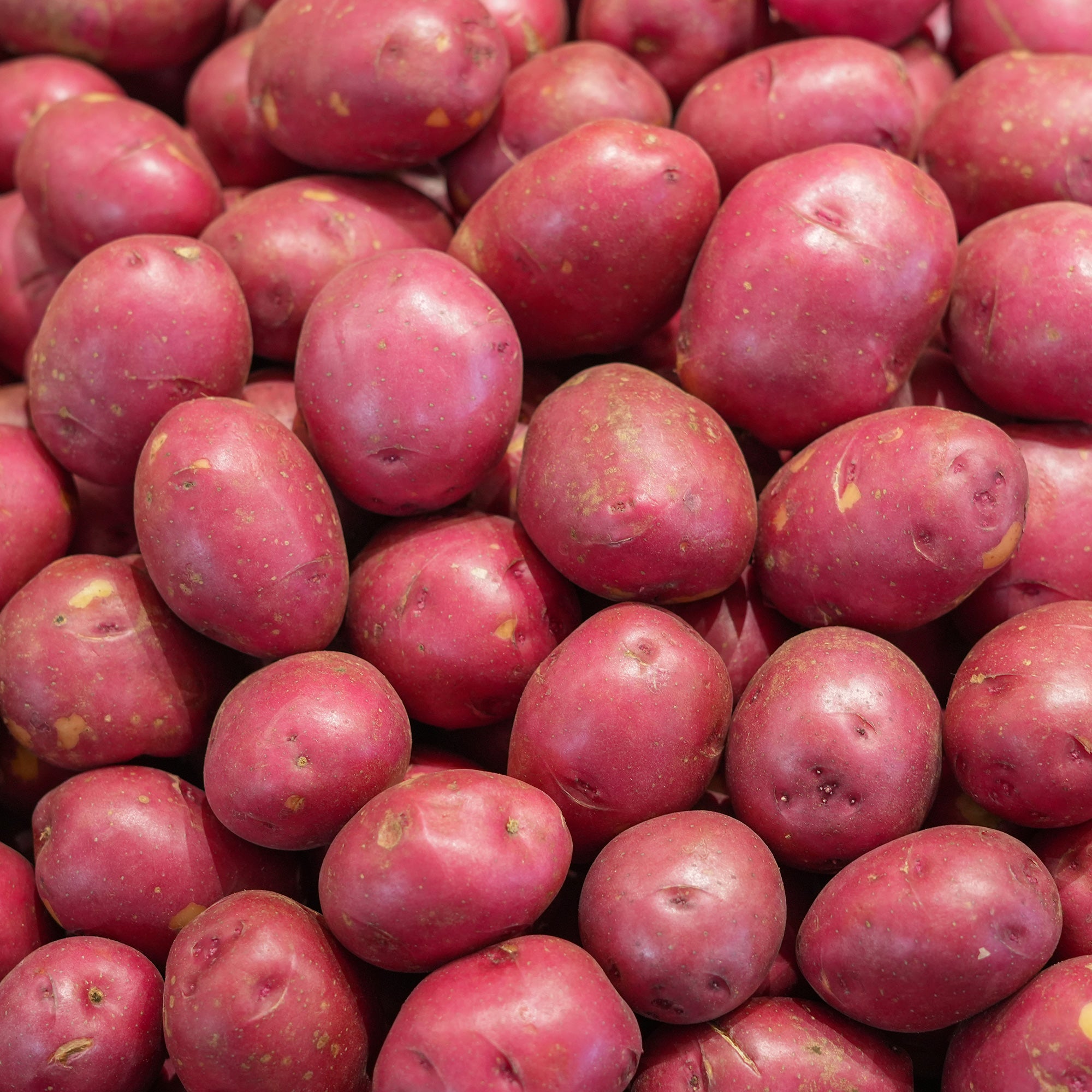 10 Pommes de terre Rouge des Flandres - Solanum tuberosum Rouge des ...