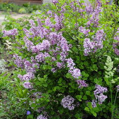 Lilas nain Dark Purple, floraison parfumée en pot | Willemse