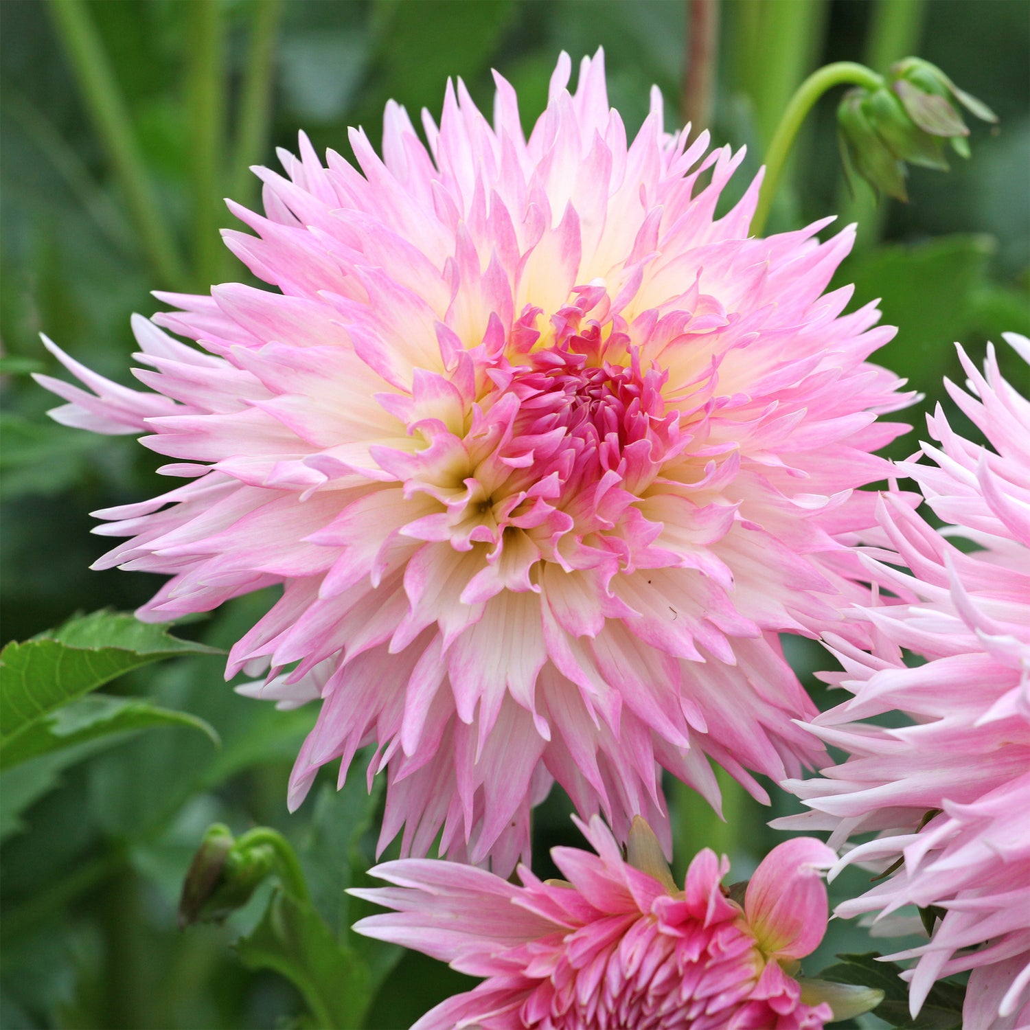 Bulbes 3 Dahlias cactus dentelle Nadia Ruth - Dahlia fimbriata 'nadia ruth'