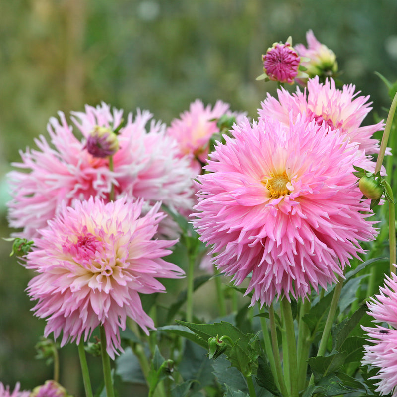 3 Dahlias cactus dentelle Nadia Ruth pour bouquets | Willemse