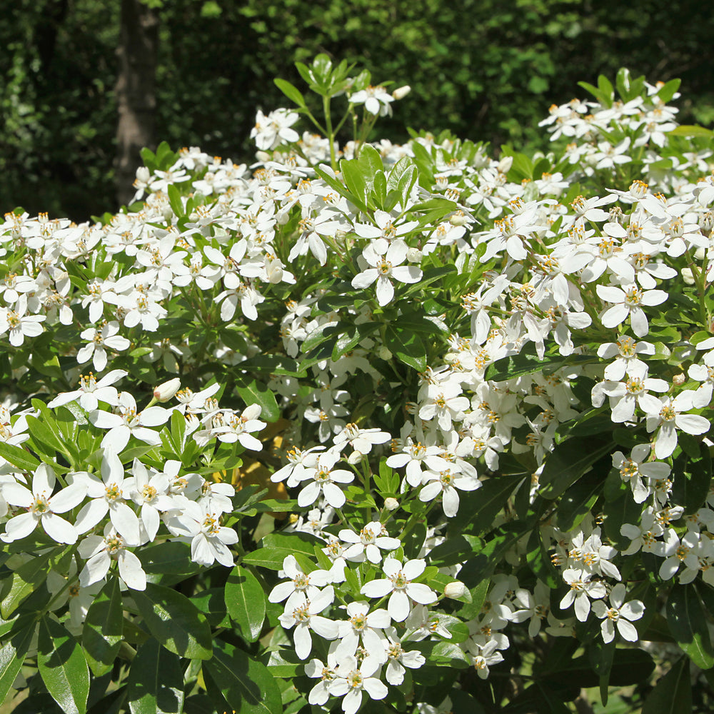 Oranger : Guide et Comparatif des Espèces