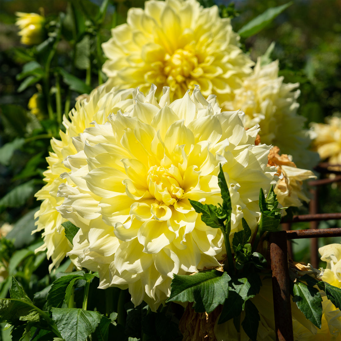 Bulbes 3 Dahlias géant Fleurel - Dahlia 'fleurel'