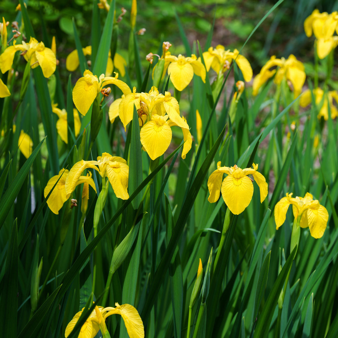 Iris des marais - Iris pseudacorus