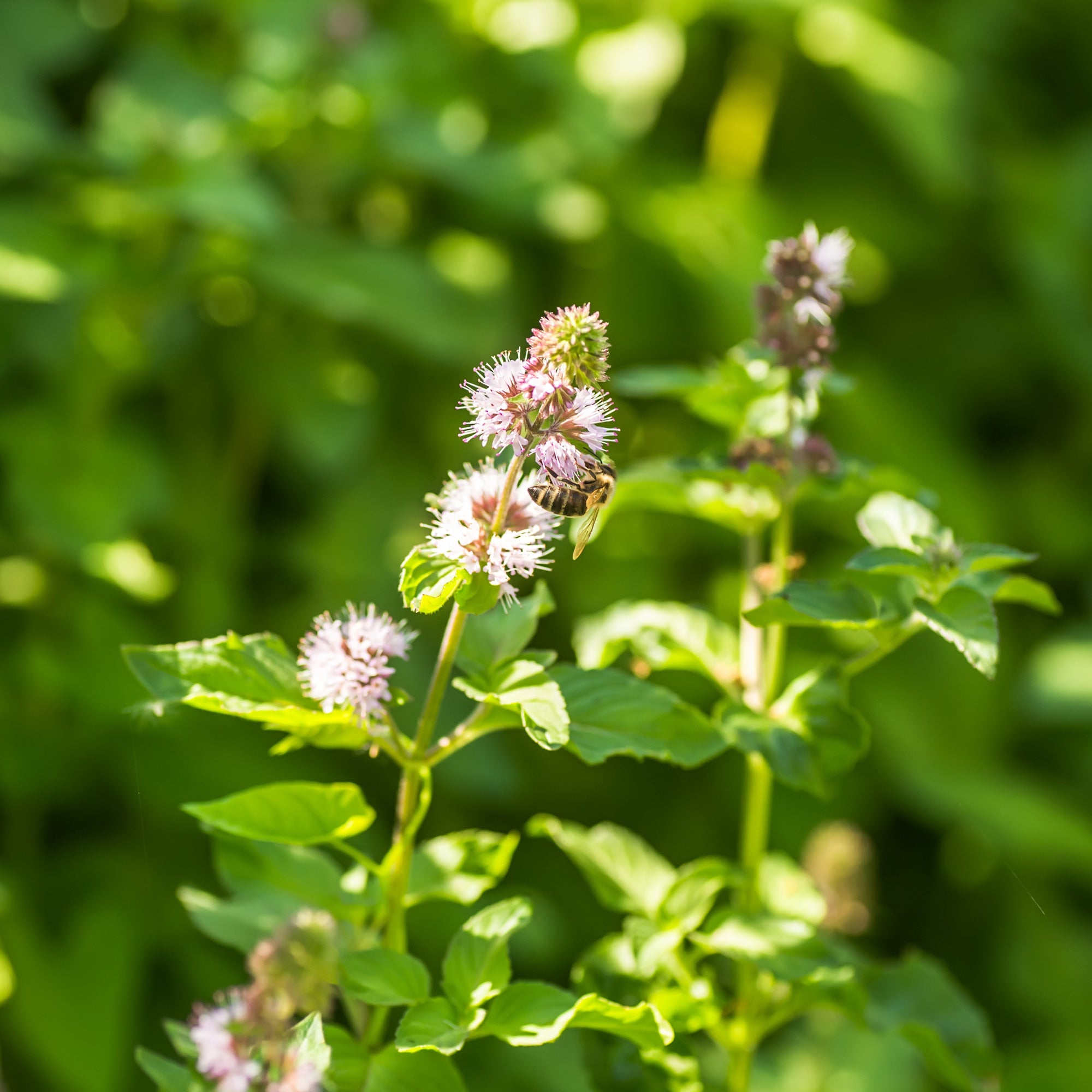 Menthe aquatique - Mentha aquatica