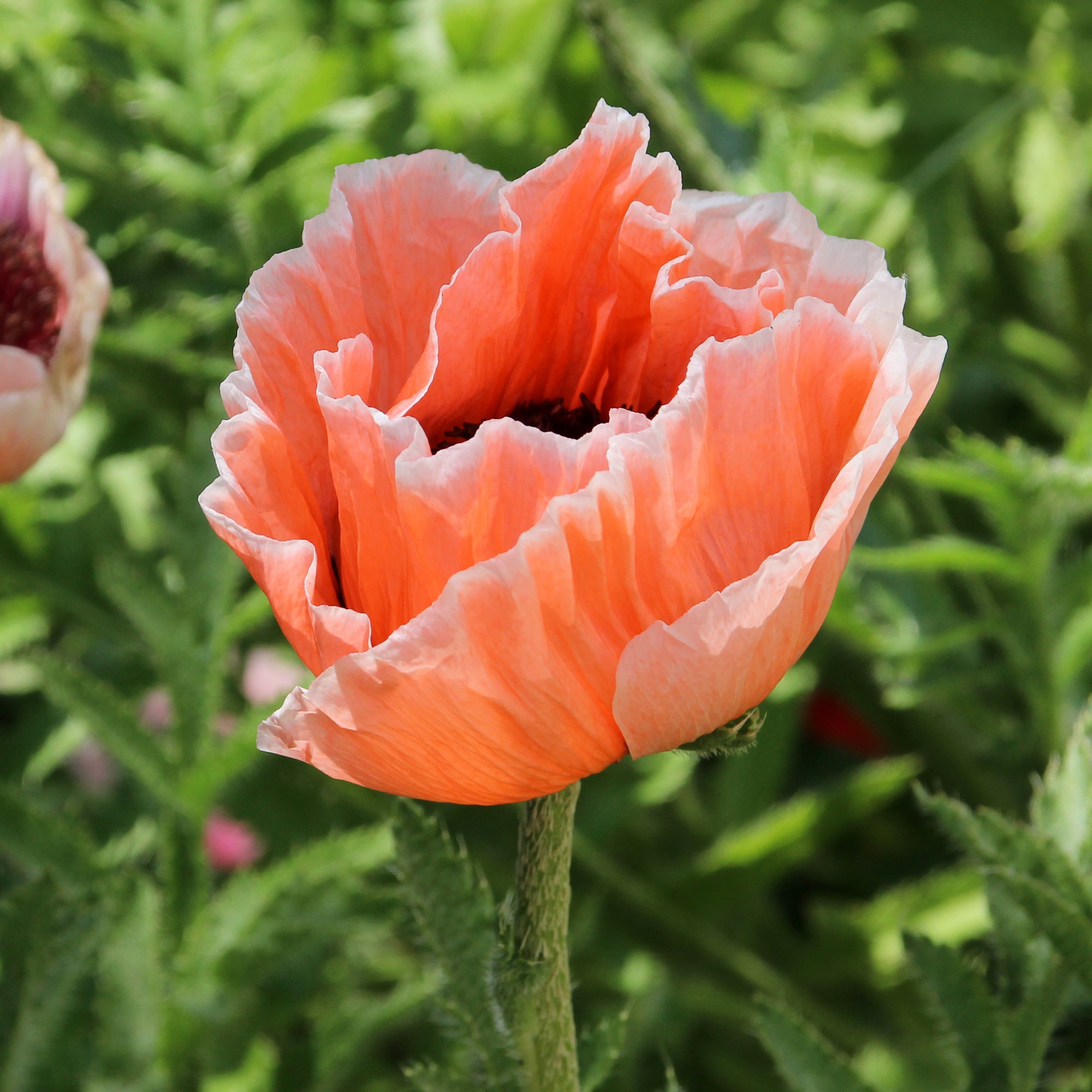 Pavot d Orient Picotee - Papaver orientale 'picotee'
