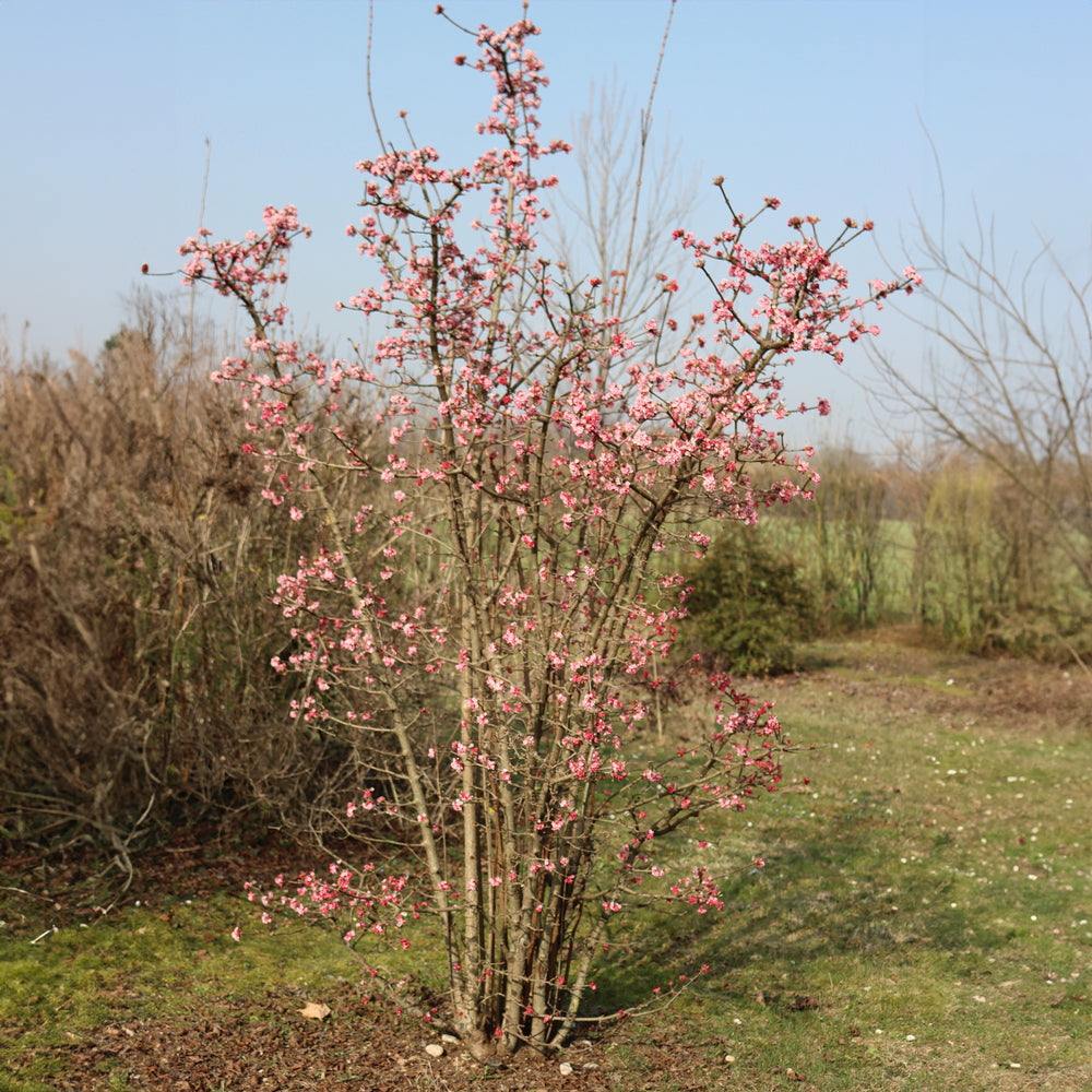 Viorne Rose - Viburnum bodnantense dawn