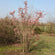 Viorne Rose - Viburnum bodnantense dawn