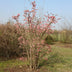 Viorne Rose - Viburnum bodnantense dawn