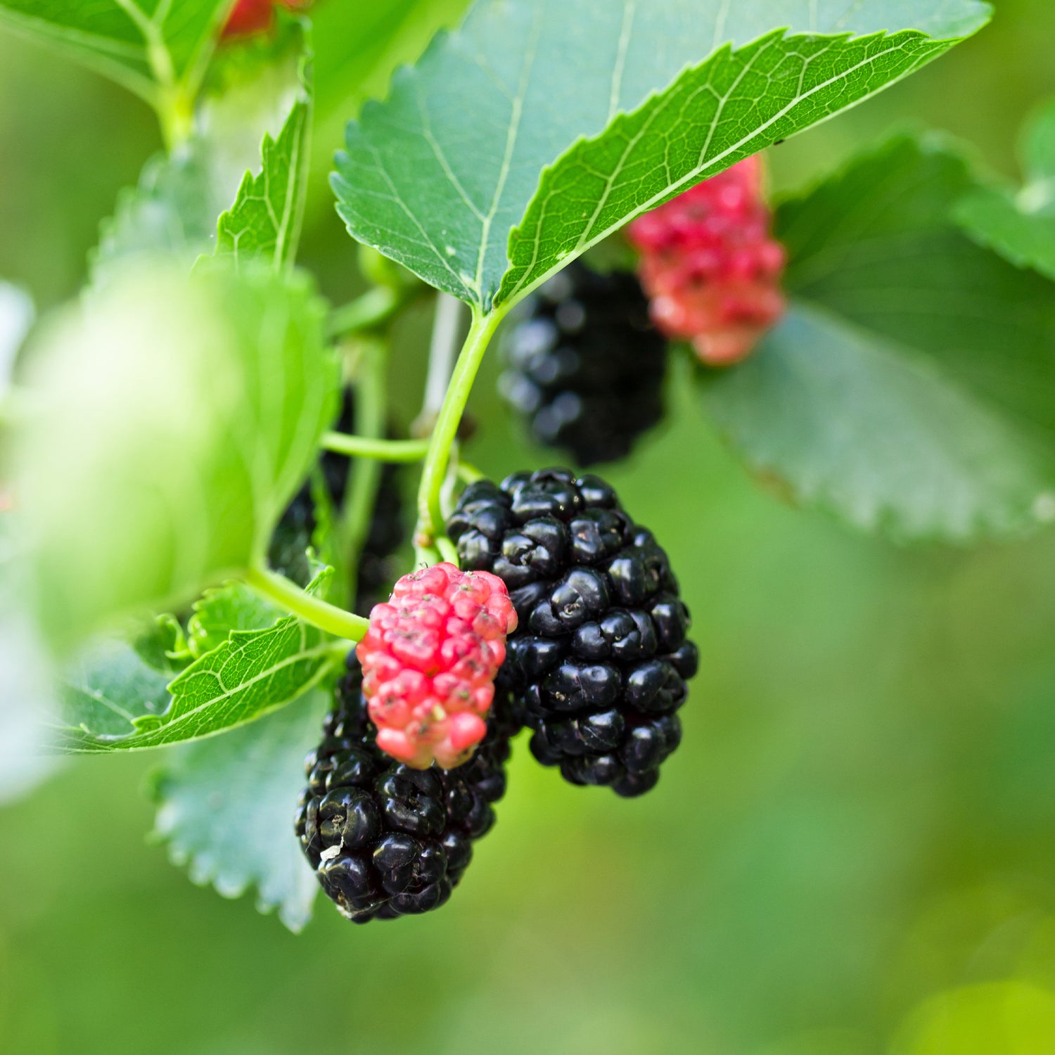 Mûrier de Corée Mulle, fruitier compact facile | Willemse
