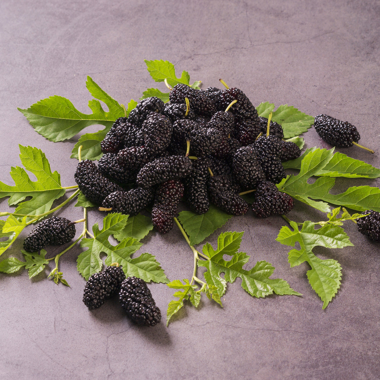 Mûrier de Corée Mulle, fruitier compact facile | Willemse