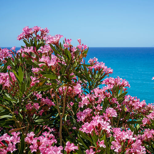 Laurier-rose à fleurs blanches - Nerium oleander white