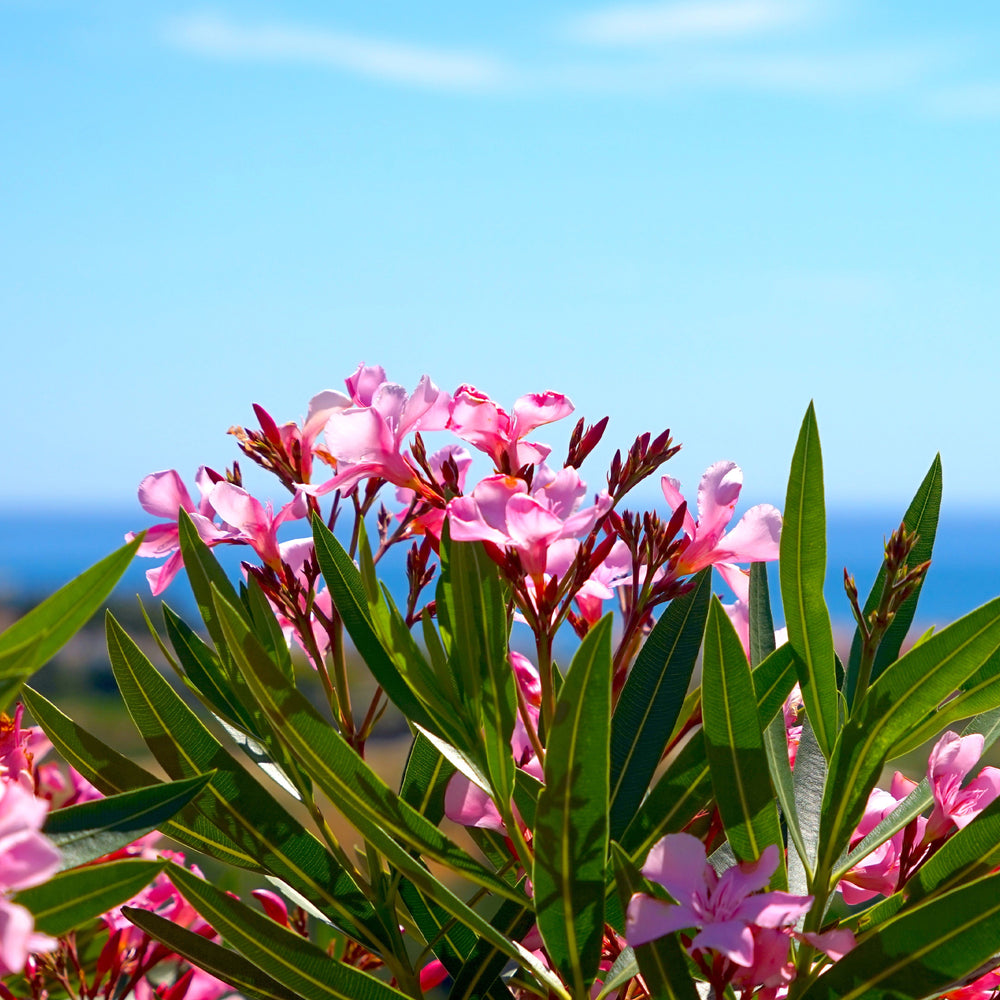 Laurier-rose à fleurs blanches - Nerium oleander white