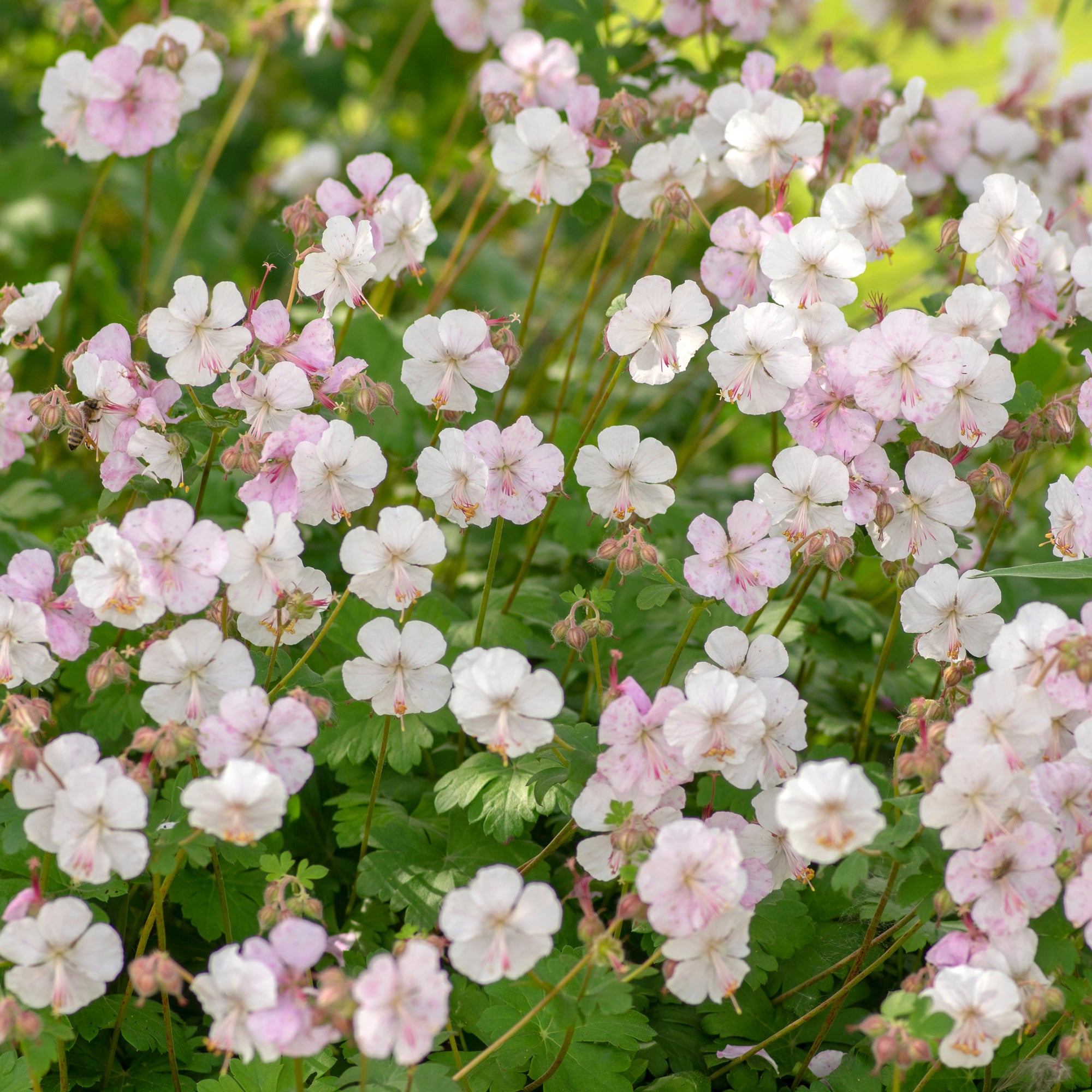 Géranium vivace Biokovo - Geranium cantabrigiense biokovo