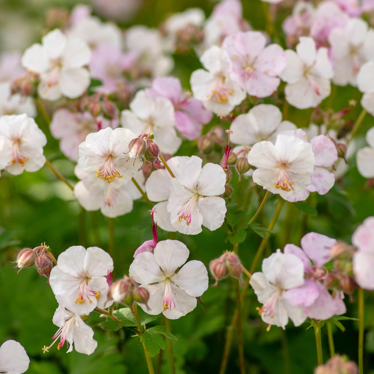 Géranium vivace Biokovo - Geranium cantabrigiense biokovo
