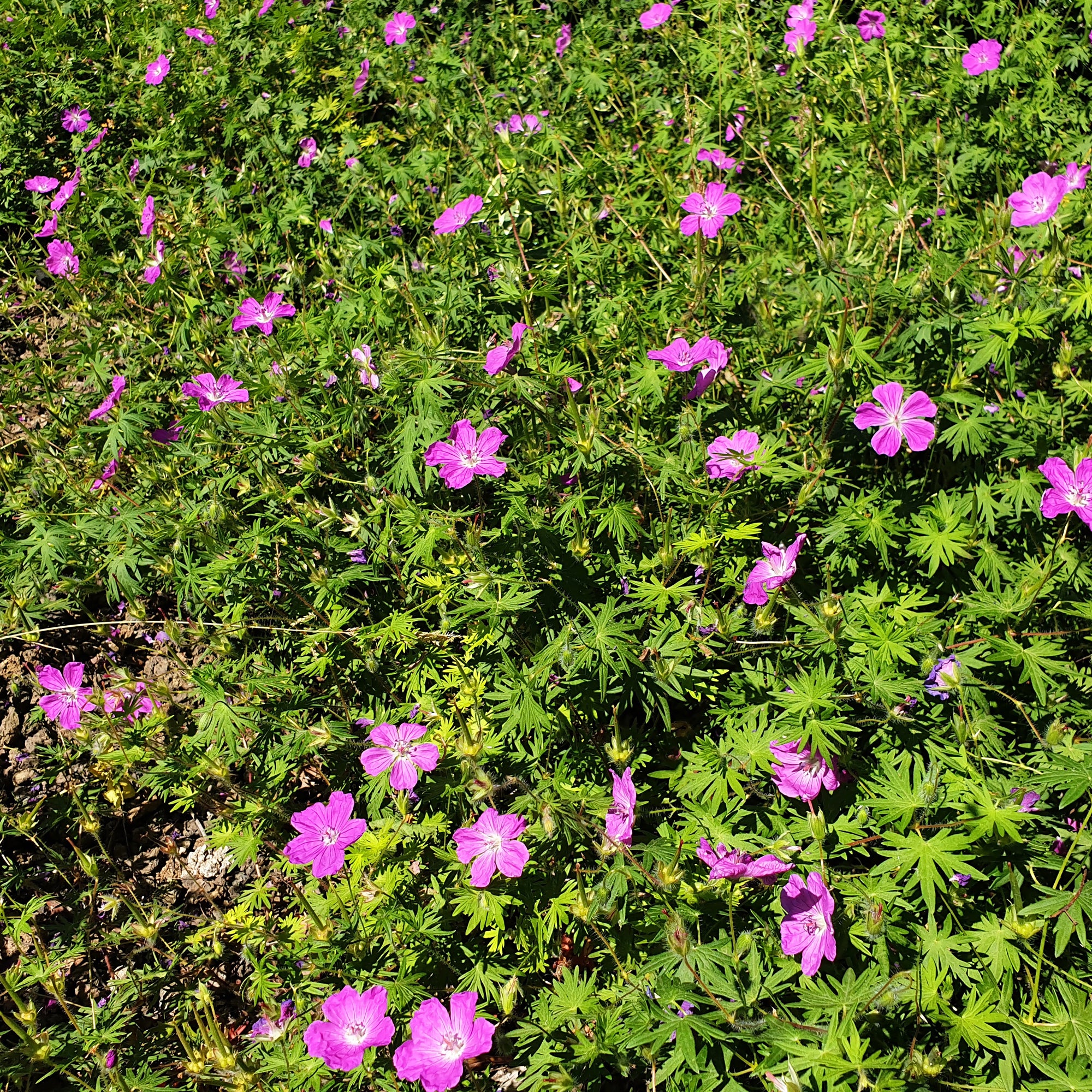Géranium des marais - Geranium palustre