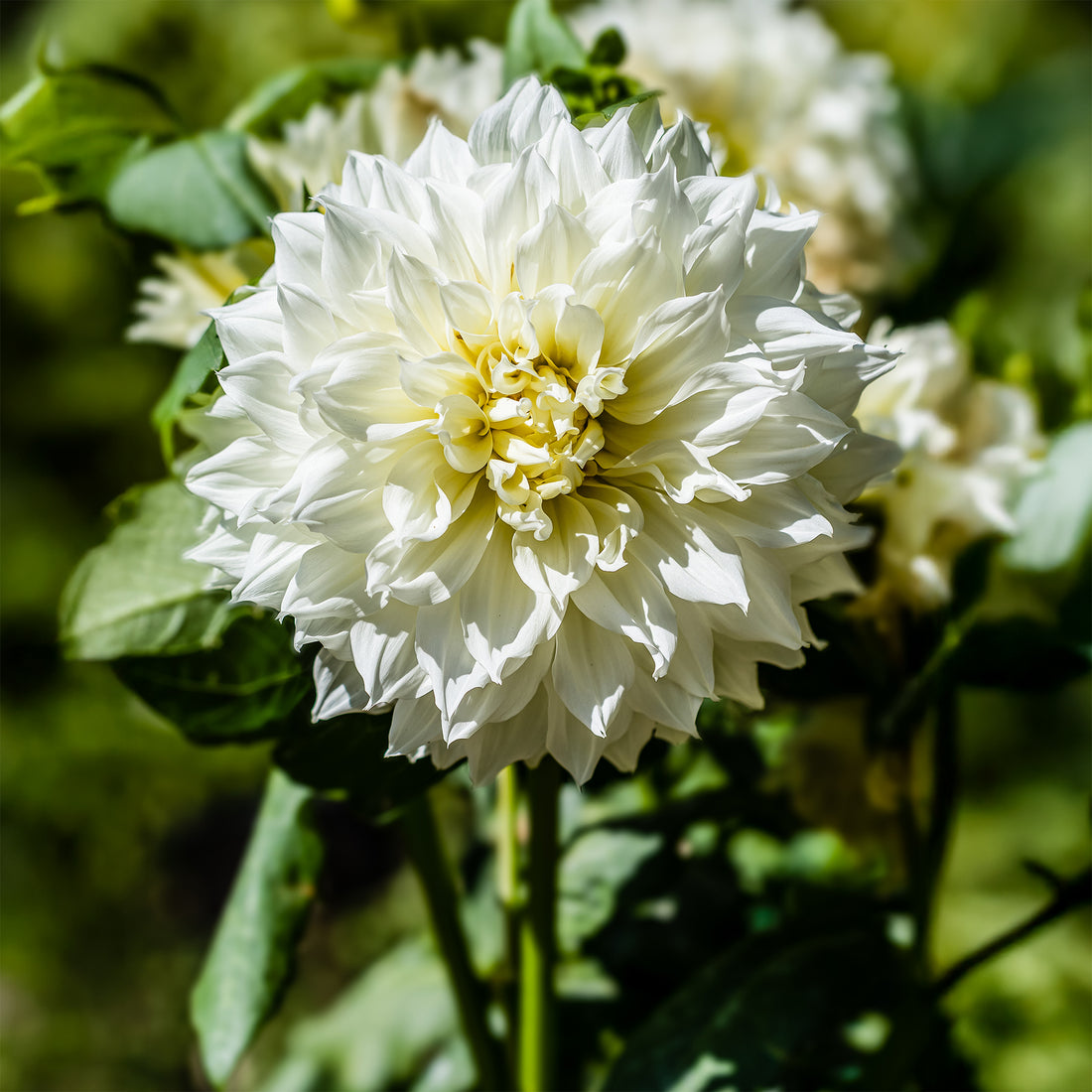 Bulbes 3 Dahlias géant Fleurel - Dahlia 'fleurel'