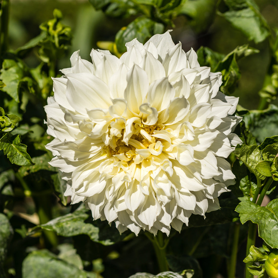 Bulbes 3 Dahlias géant Fleurel - Dahlia 'fleurel'