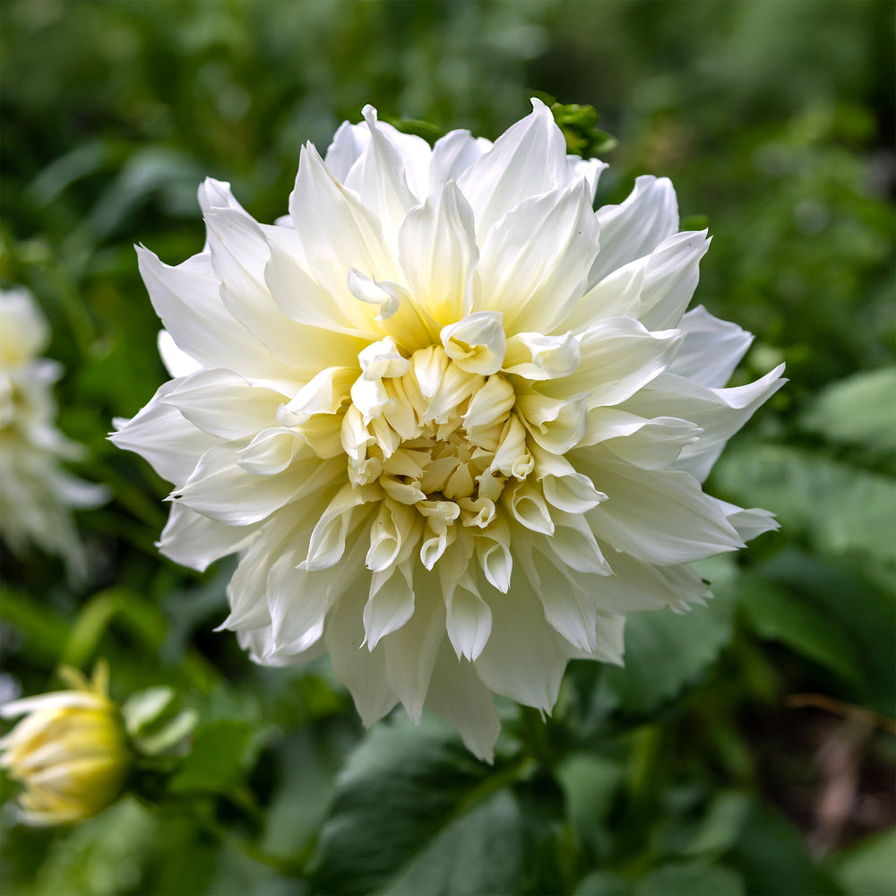 Bulbes 3 Dahlias géant Fleurel - Dahlia 'fleurel'