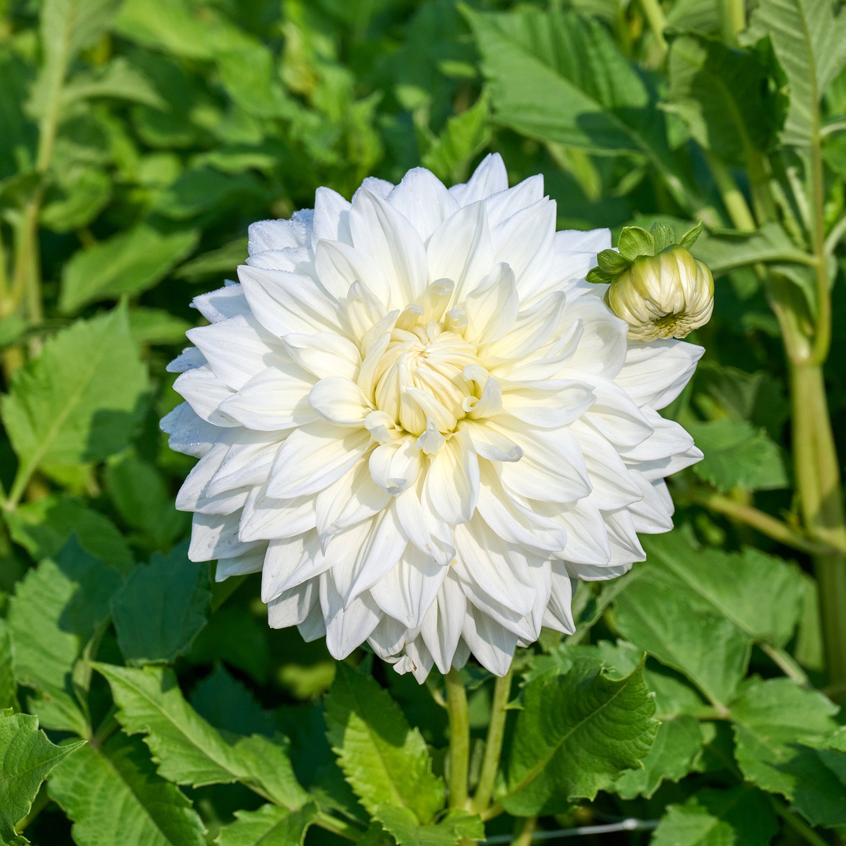 3 Dahlias géant Fleurel, floraison blanche | Willemse