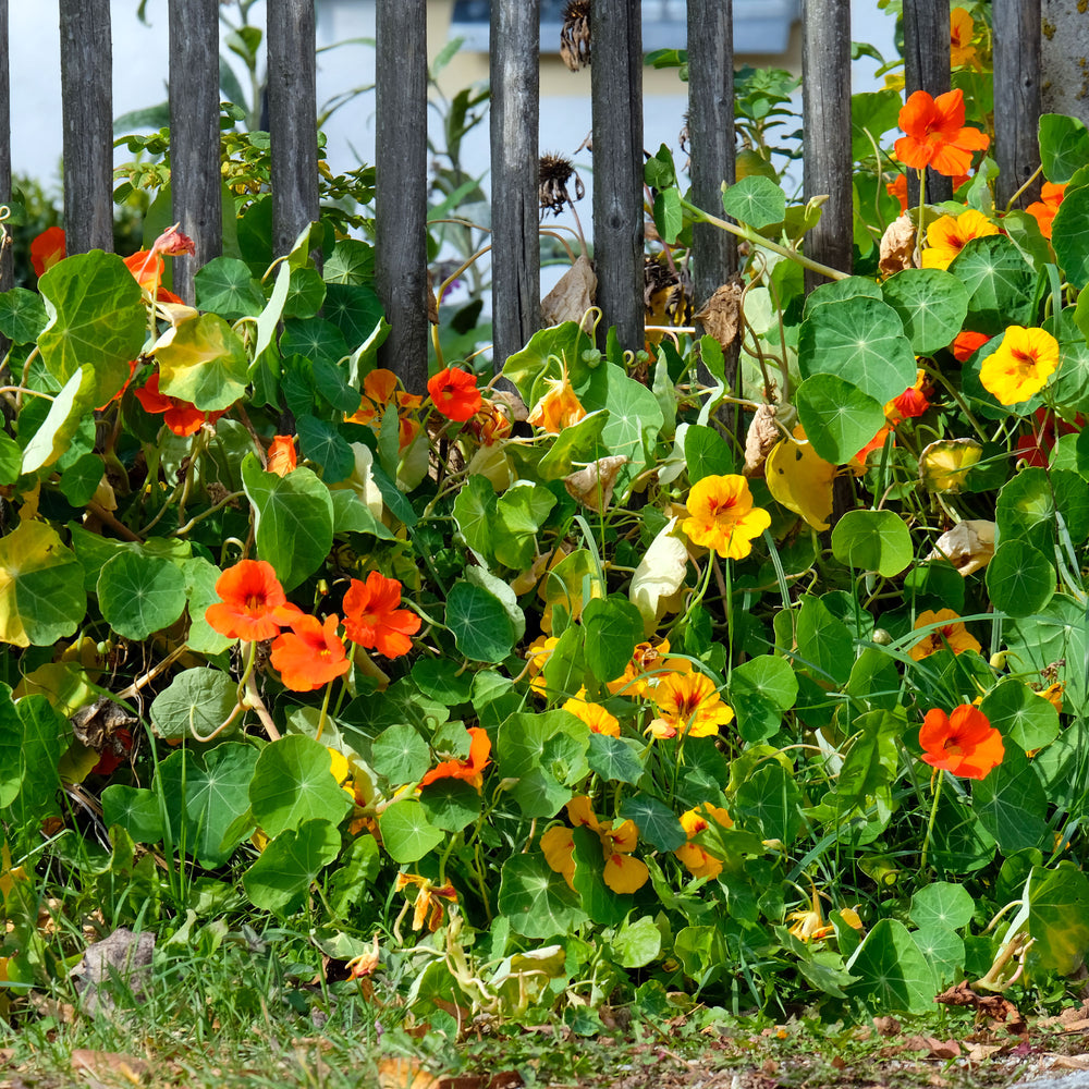 Capucines à grandes fleurs simples en mélange Bio | Willemse