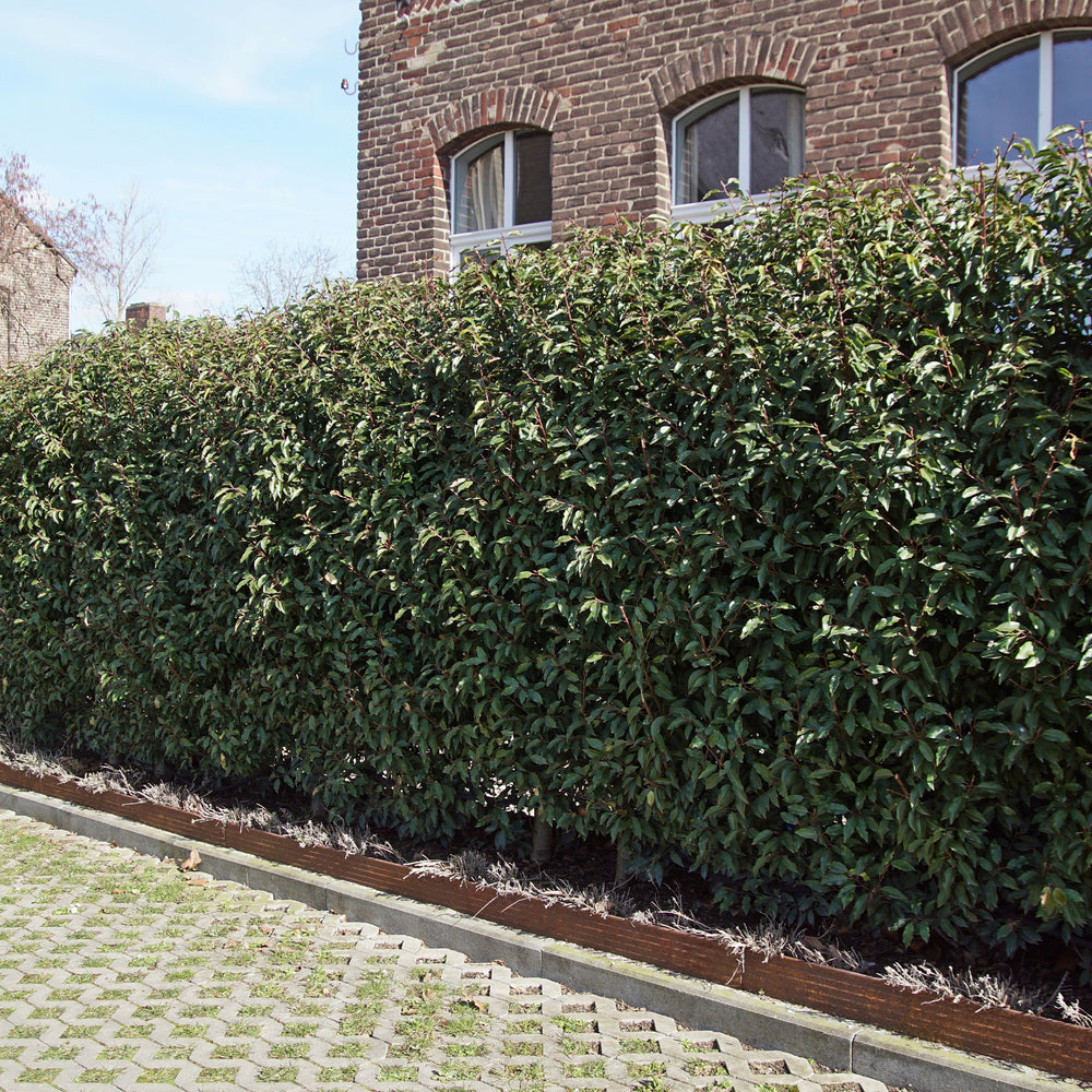 Lauriers | Achat, Vente en ligne - Willemse