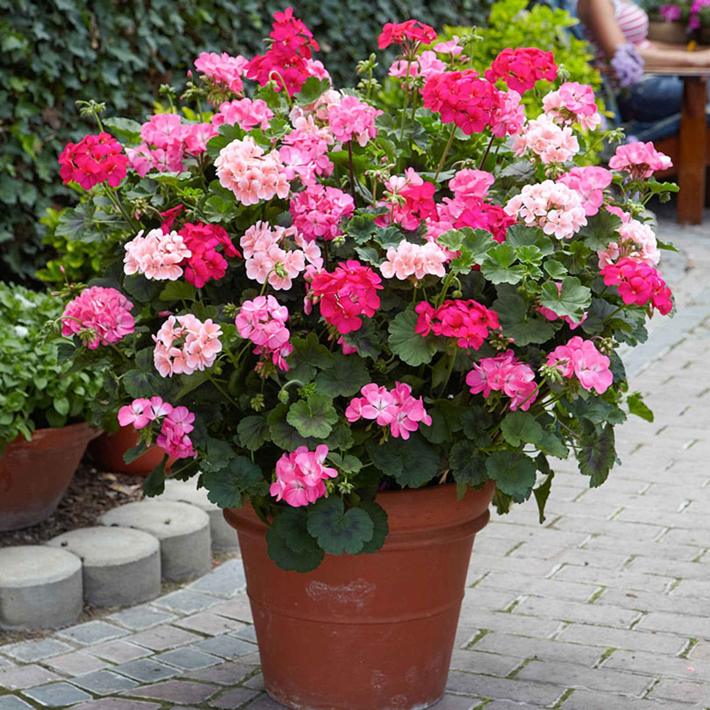 Géranium zonale rose - Pelargonium zonale