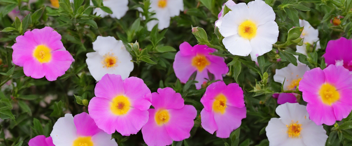 Cistes : Guide et Comparatif des Espèces