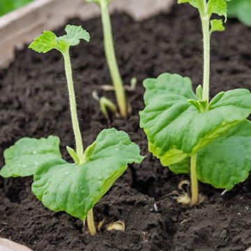Comment planter des plants de cornichon