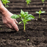 Comment planter des plants de poivron