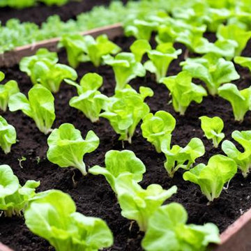 Comment planter des plants de salade